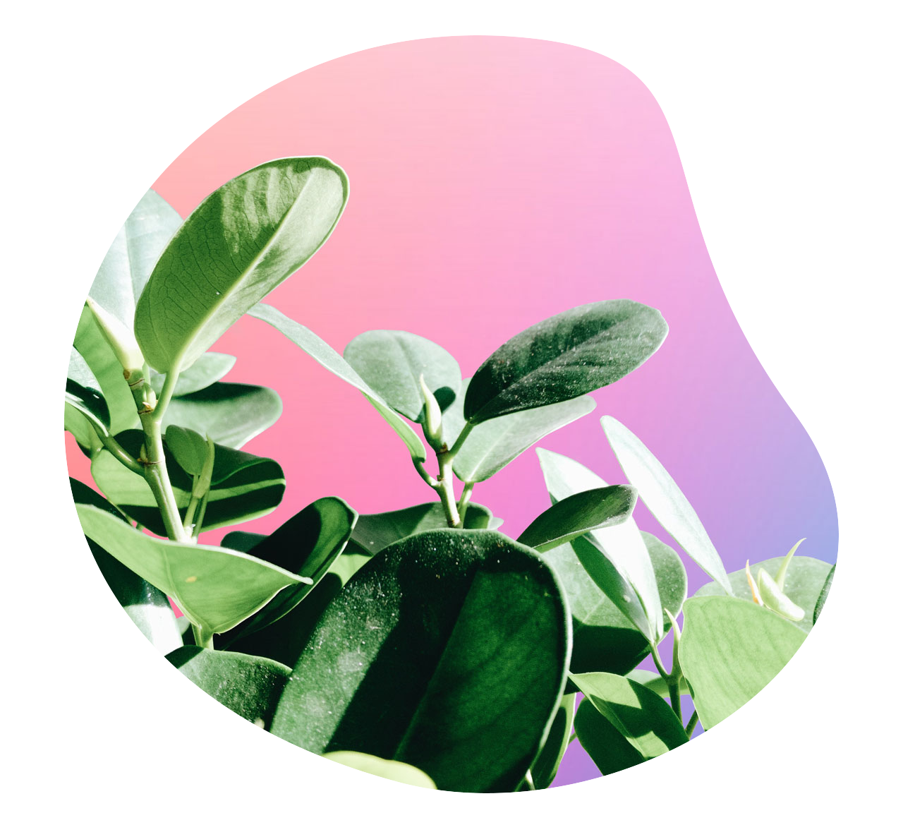 Generation Skin | Vegan Australian Botanicals